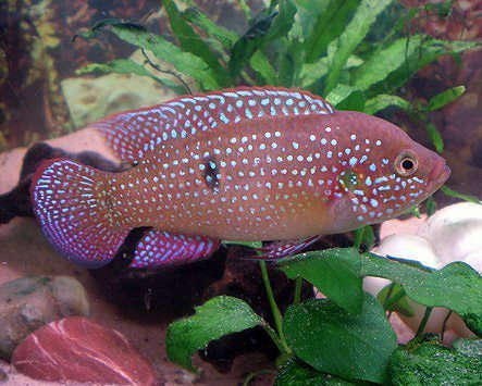 Other African Species – Aquarists Across Canada