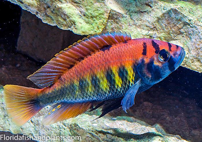 Lake Victoria – Aquarists Across Canada