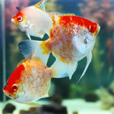 Angel Fish – Aquarists Across Canada