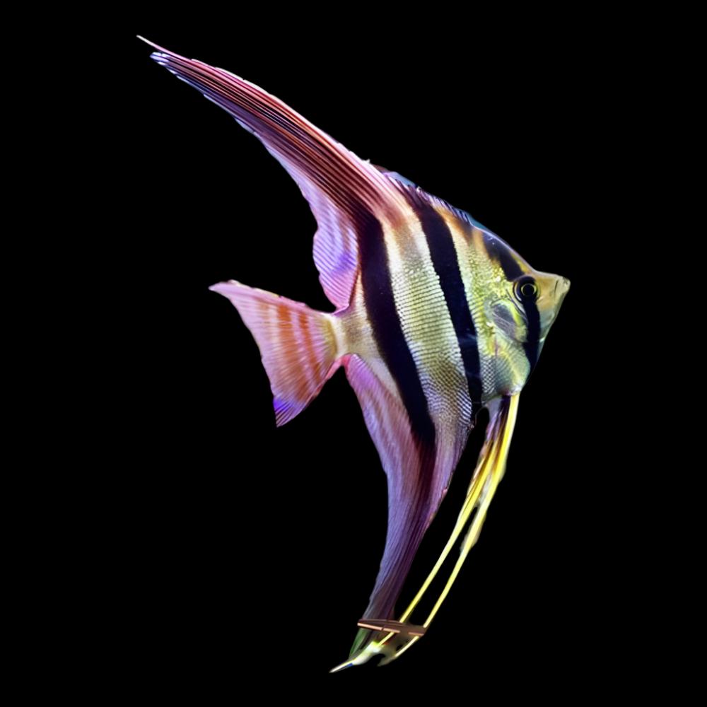 ALTUM ANGELFISH (Pterophyllum Altum Rio Vichada) Wild Caught (RARE) D2 ...