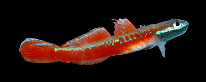 ANNIE'S GOBY (Stiphodon annieae) – Aquarists Across Canada