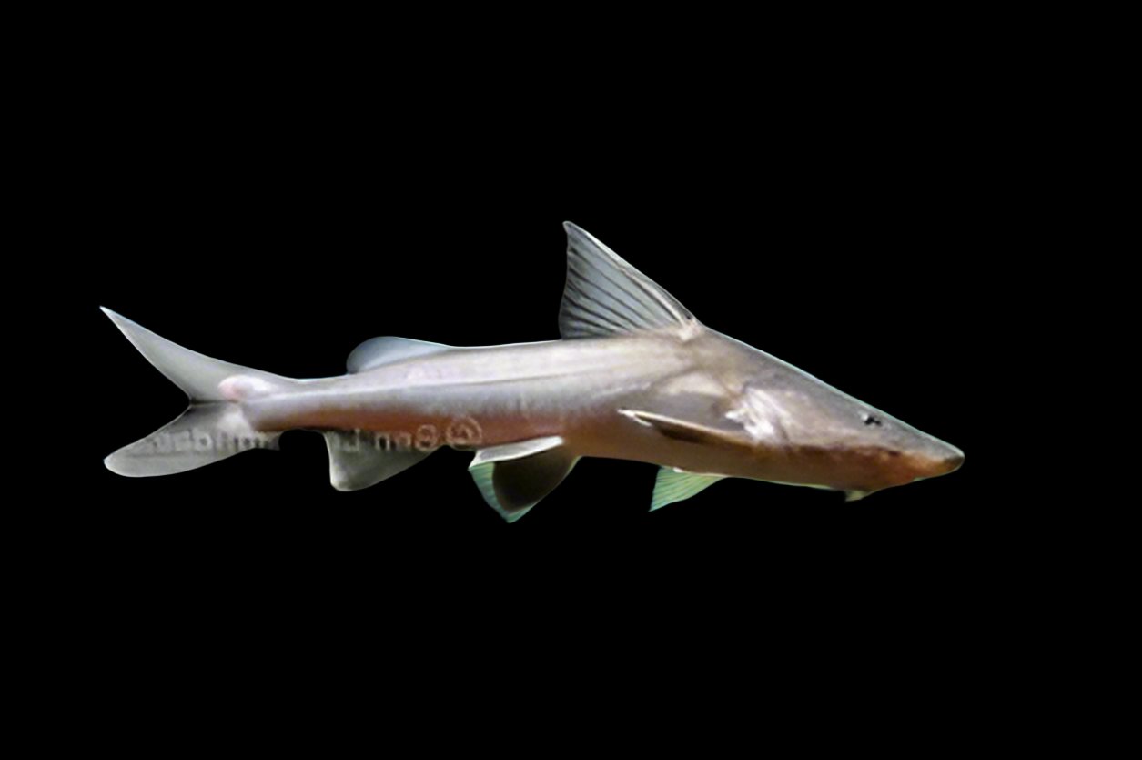 ARMORED SEA CATFISH (Hemiarius stormii) *Ultra rare* – Aquarists Across ...