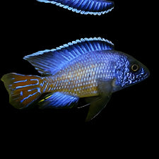 AULONOCARA KONINGSI "MBENJI" 5" SHOW MALE – Aquarists Across Canada