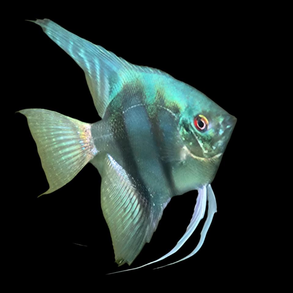 BLUE PINOY ANGELFISH (Pterophyllum scalare) – Aquarists Across Canada