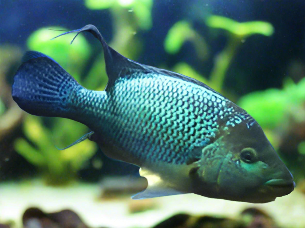 American Cichlids – Aquarists Across Canada