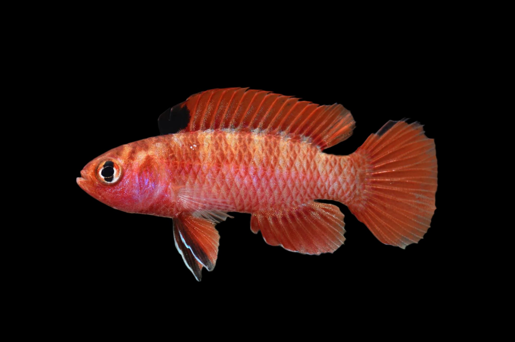 BURMESE SCARLET BADIS (Dario Hysginon) – Aquarists Across Canada