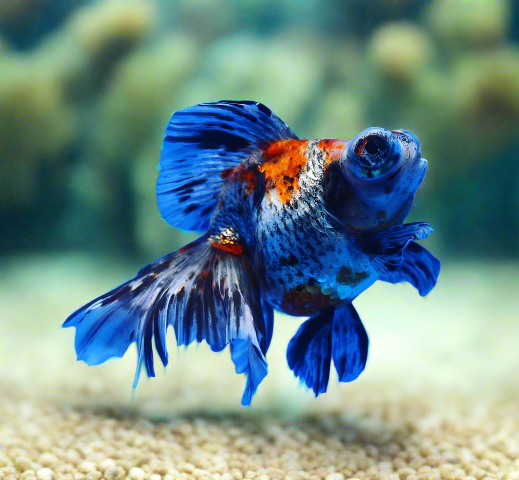 CALICO DRAGONEYE BROAD TAIL GOLDFISH (Carassius Auratus) 4" A GRADE ...