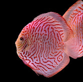 Discus – Aquarists Across Canada
