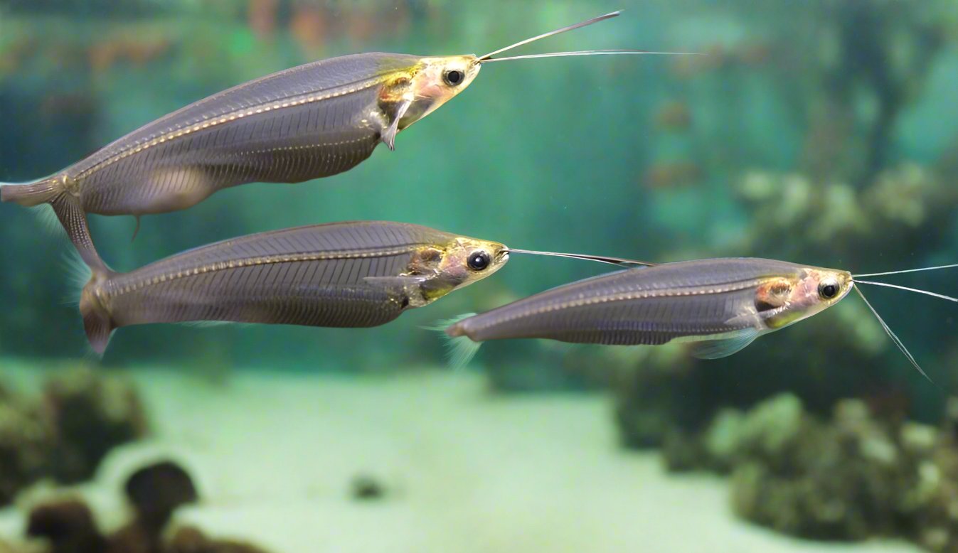 GLASS CATFISH (Kryptopterus bicirrhis) 1.25-1.75" 3.5-4cm A2404T ...