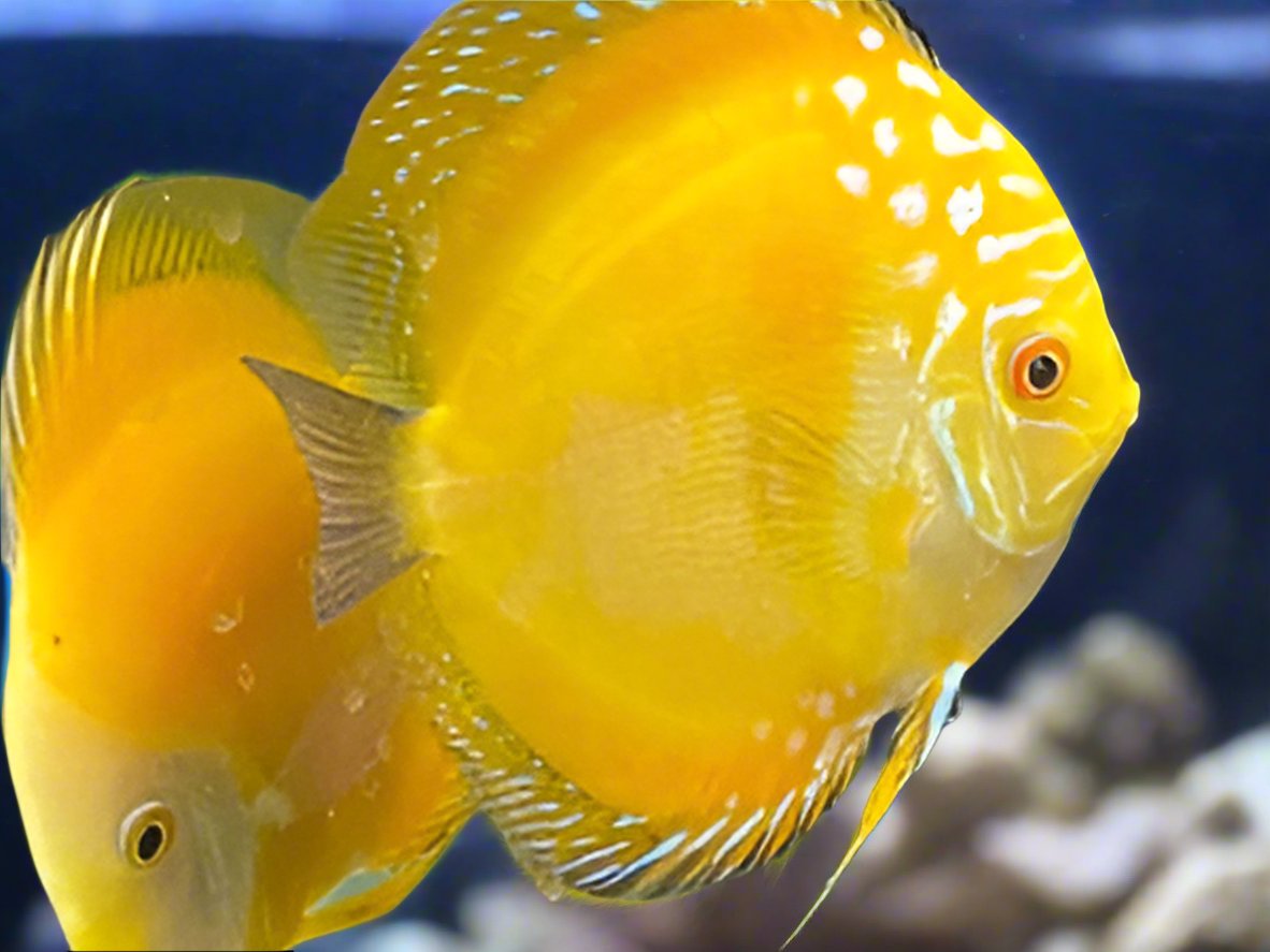 DISCUS GOLDEN CRYSTAL *Symphysodon aequifasciatus* 3" – Aquarists ...