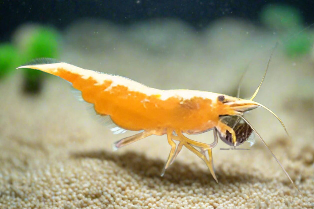 Shrimp – Aquarists Across Canada