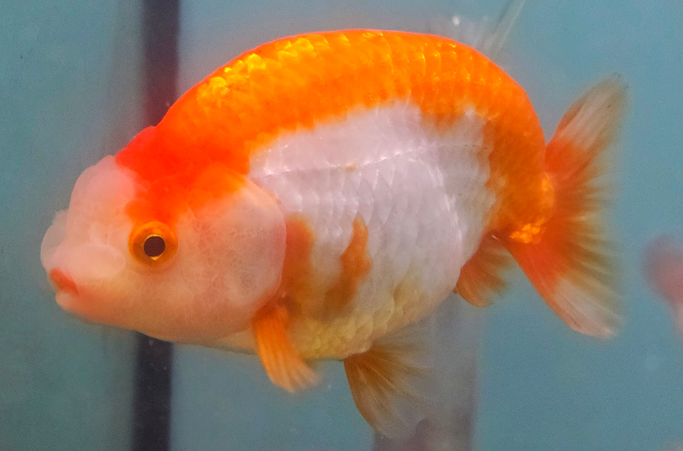 RANCHU CALICO A GRADE (Carassius Auratus) 4.5" – Aquarists Across Canada