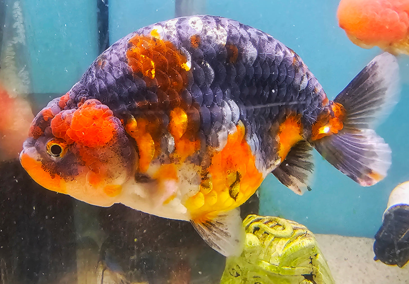RANCHU CALICO A GRADE (Carassius Auratus) 4.5" – Aquarists Across Canada