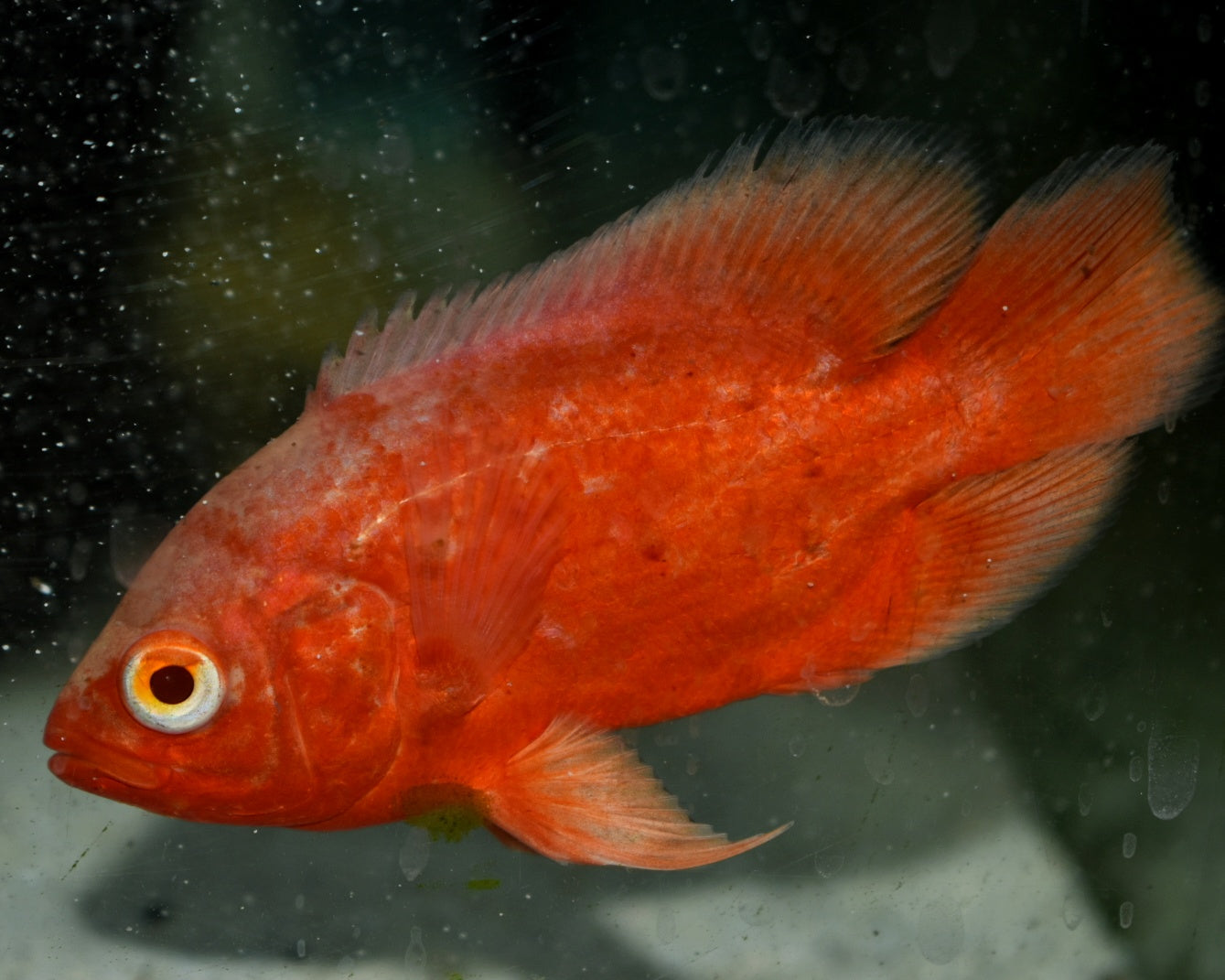 RED CHILI OSCAR (Astronotus ocellatus) 1.5-2" – Aquarists Across Canada