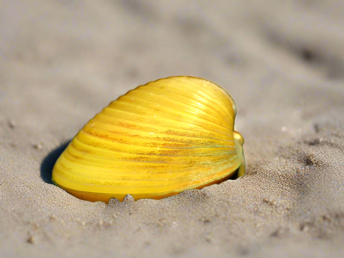 Rainbow clam (Corbicula Javanicus .var) – Aquarists Across Canada