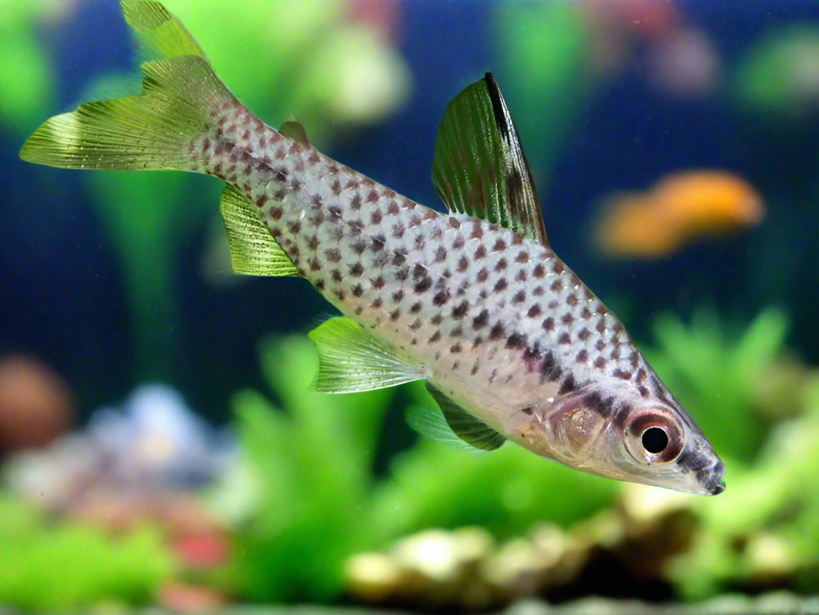 SPOTTED HEADSTANDER (Chilodus Gracilis) – Aquarists Across Canada