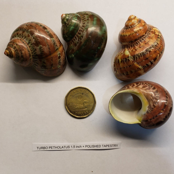 Crabs, Hermits, Crayfish and Shells – Aquarists Across Canada