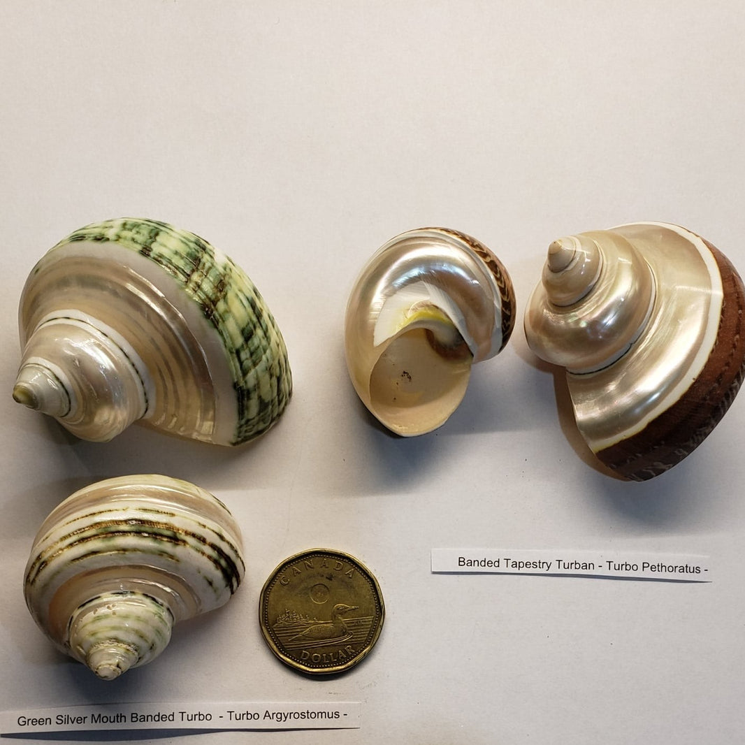 Crabs, Hermits, Crayfish and Shells – Aquarists Across Canada