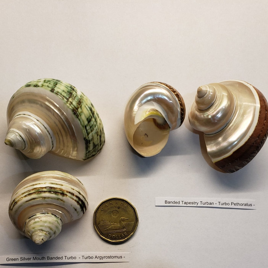 Crabs, Hermits, Crayfish and Shells – Aquarists Across Canada