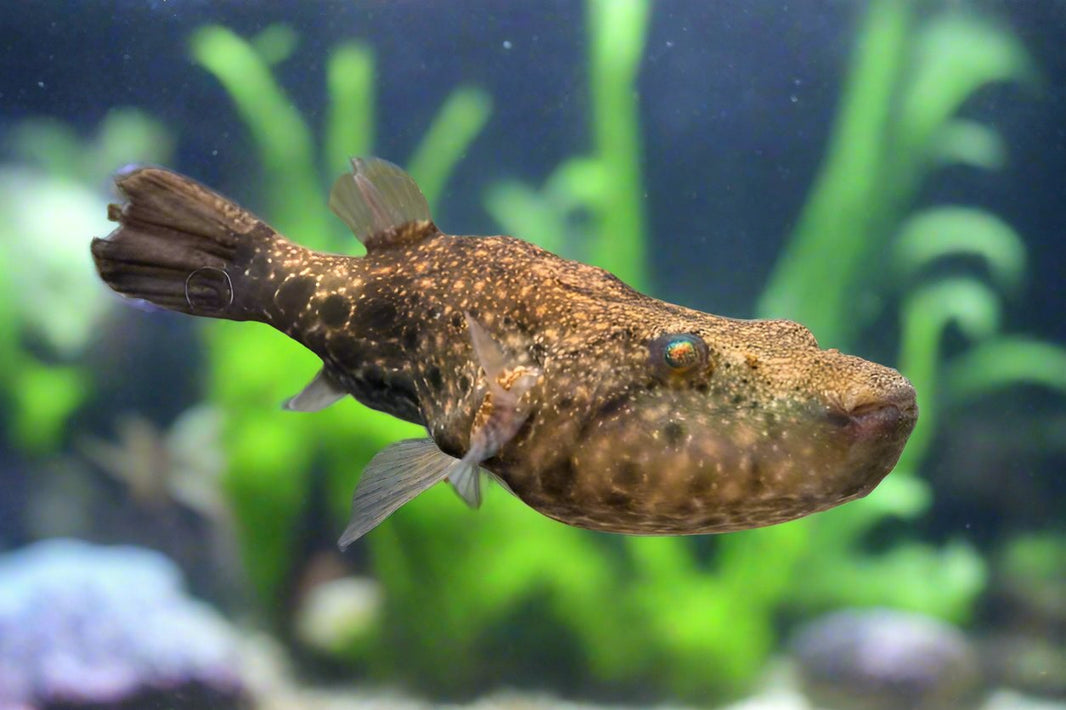Puffers – Aquarists Across Canada