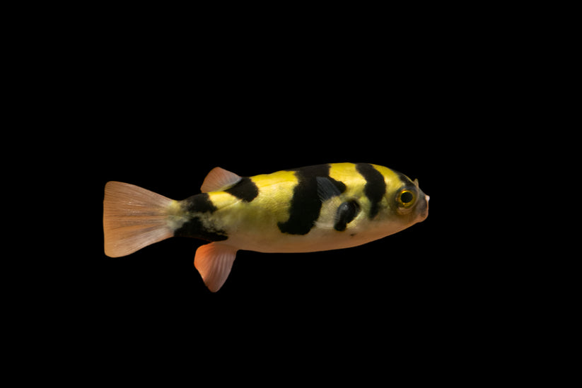 AMAZON PUFFER (Colomesus asellus) *Great community Puffers* 3 ...