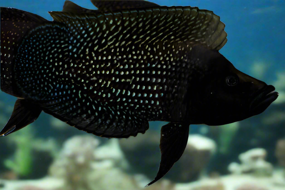 NEW ARRIVALS – Aquarists Across Canada