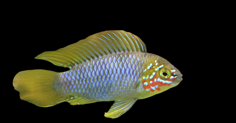 BORELLA DWARF CICHLID (Apistogramma borelli) – Aquarists Across Canada