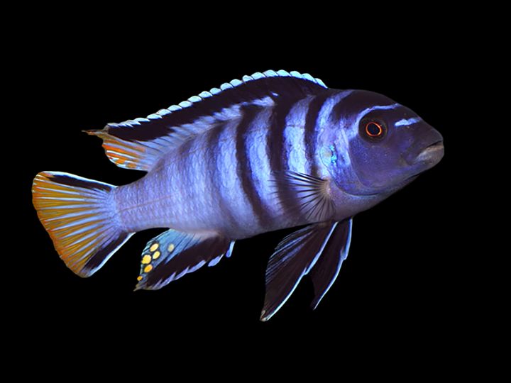 Mbuna – Aquarists Across Canada