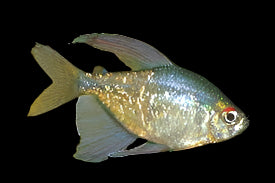 DIAMOND TETRA (Moenkhausia pittieri) – Aquarists Across Canada
