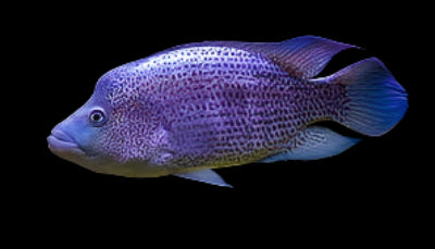 DOVII CICHLID (Parachromis dovii) – Aquarists Across Canada