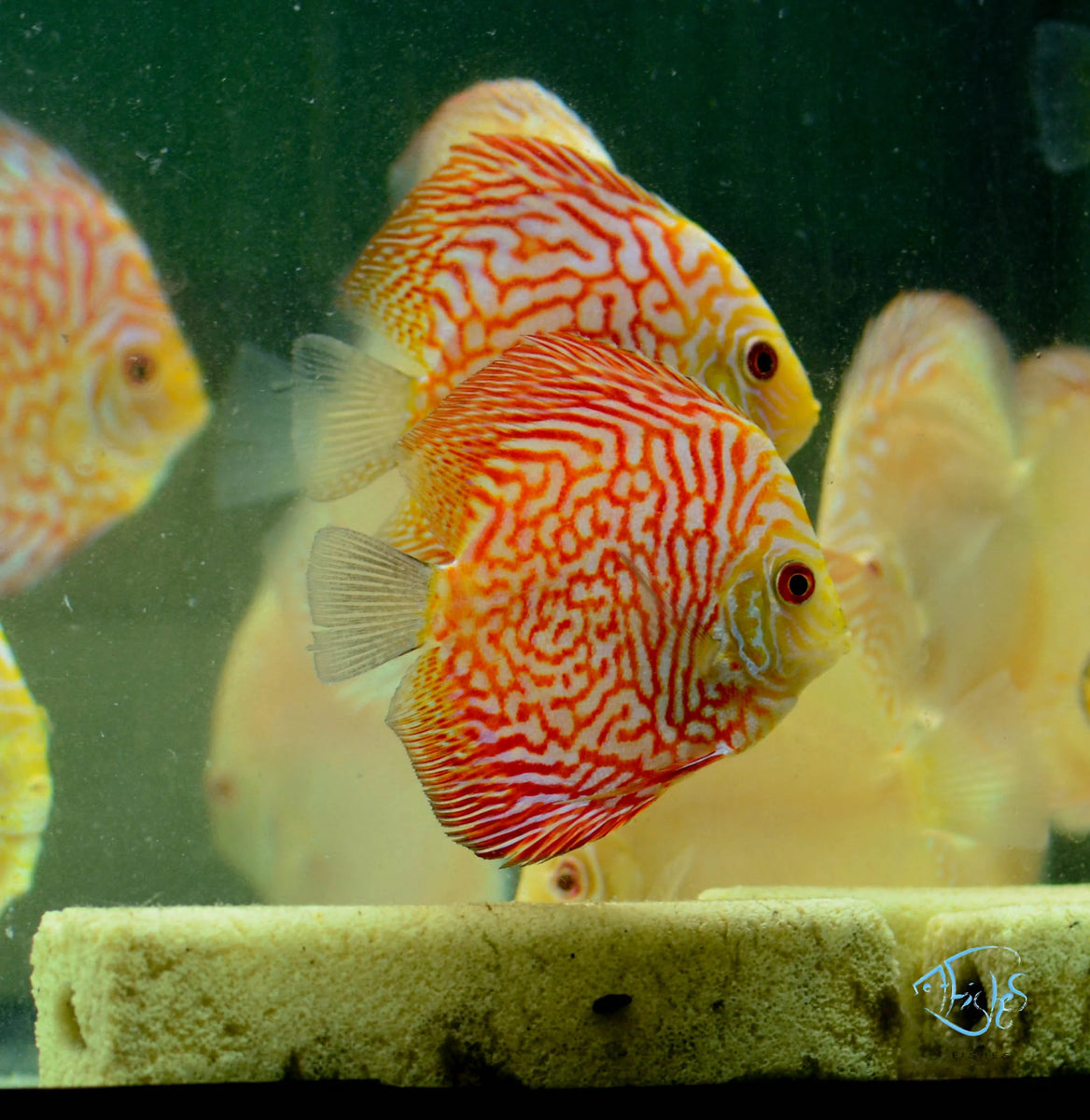 DISCUS PIGEONBLOOD *Symphysodon aequifasciatus* 3.5-4" LG – Aquarists ...