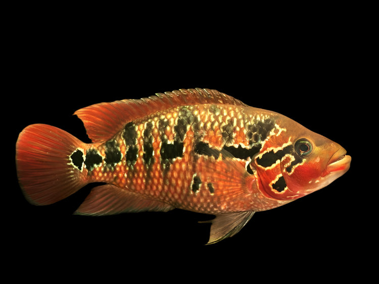FALSE YELLOWJACKET (Parachromis motaguensis) 1.5-2" A2405TW – Aquarists ...