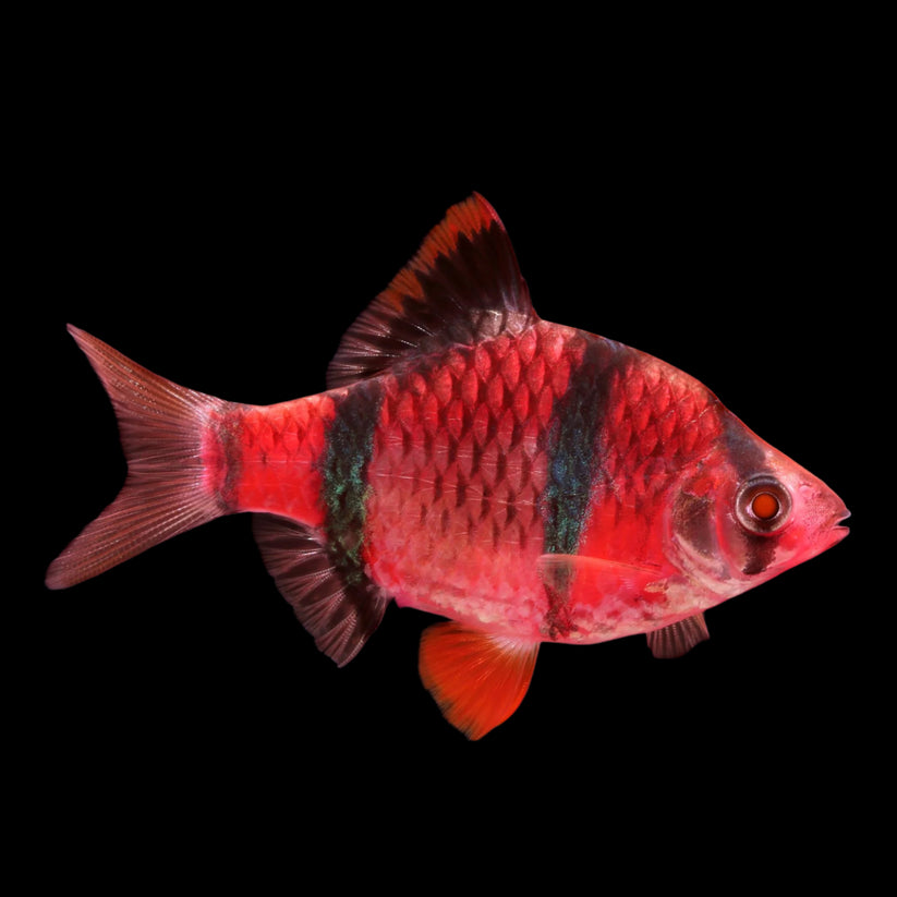 GLO TIGER BARB STARFIRE RED (Puntius tetrazona) 2402 – Aquarists Across ...