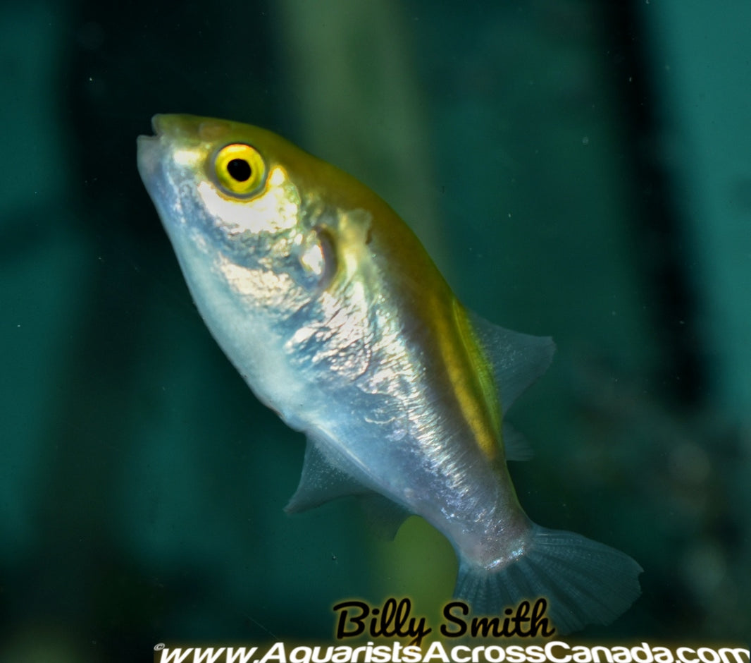 Puffers – Aquarists Across Canada