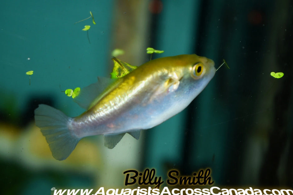 Puffers – Aquarists Across Canada