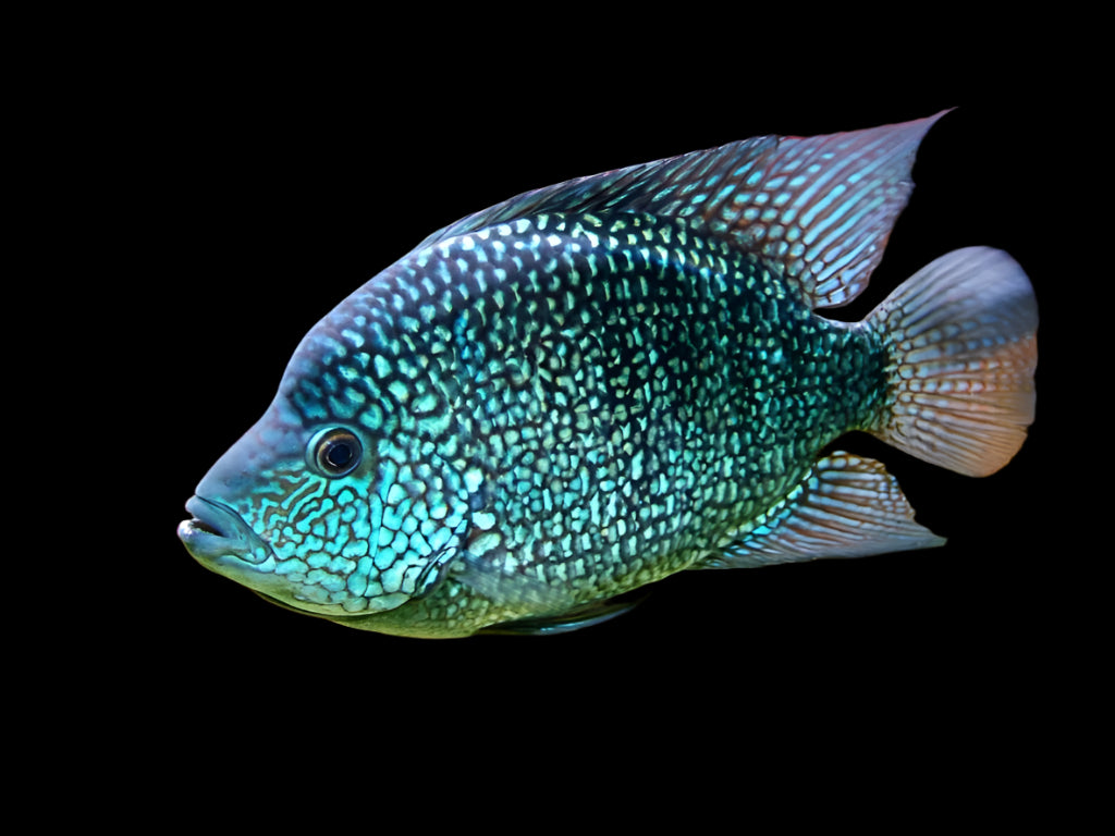 GREEN TEXAS CICHLID (Herichthys carpintis Escondito) 2" – Aquarists ...