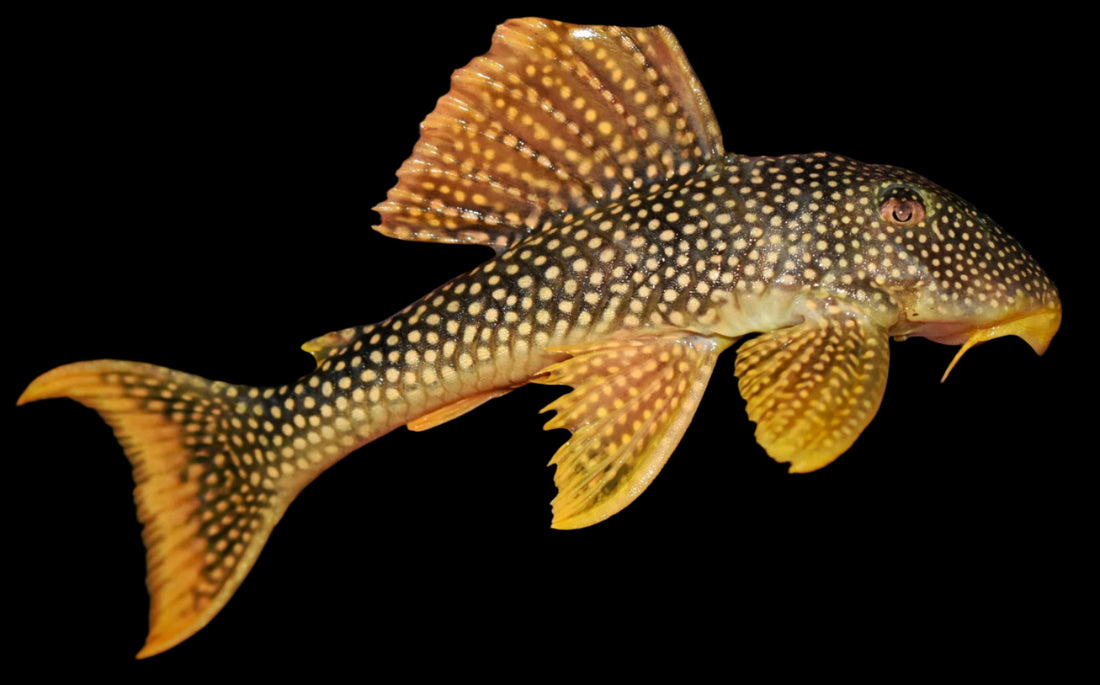 L14 SUNSHINE PLECO (Scobinancistrus aureatus ) – Aquarists Across Canada