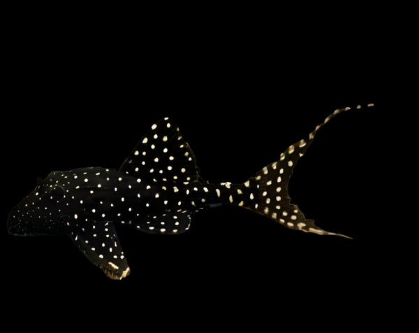 L155 ADONIS PLECO (Acanthicus Adonis) – Aquarists Across Canada