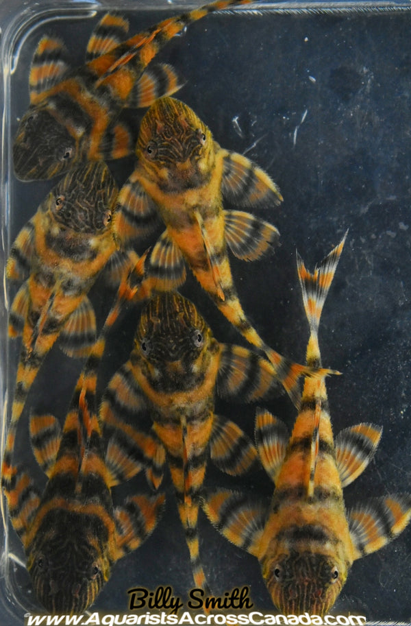 L397 ALENQUER TIGER PLECO (Panaqolus sp.) – Aquarists Across Canada
