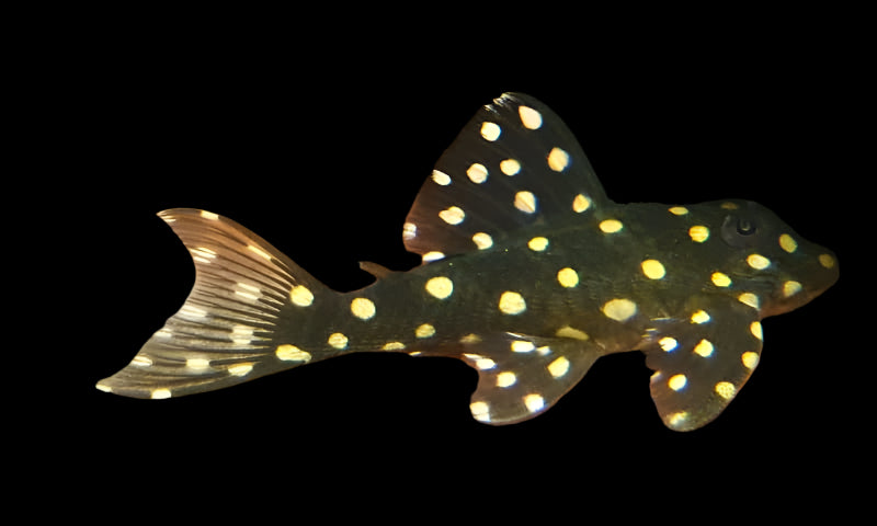 L471 DWARF SNOWBALL PLECO (Hypancistrus sp.) – Aquarists Across Canada