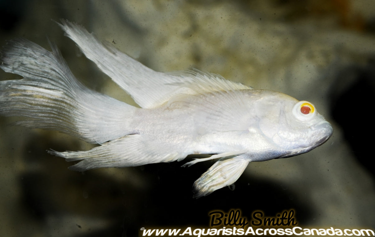LONGFIN ALBINO RED OSCAR (Astronotus ocellatus) – Aquarists Across Canada