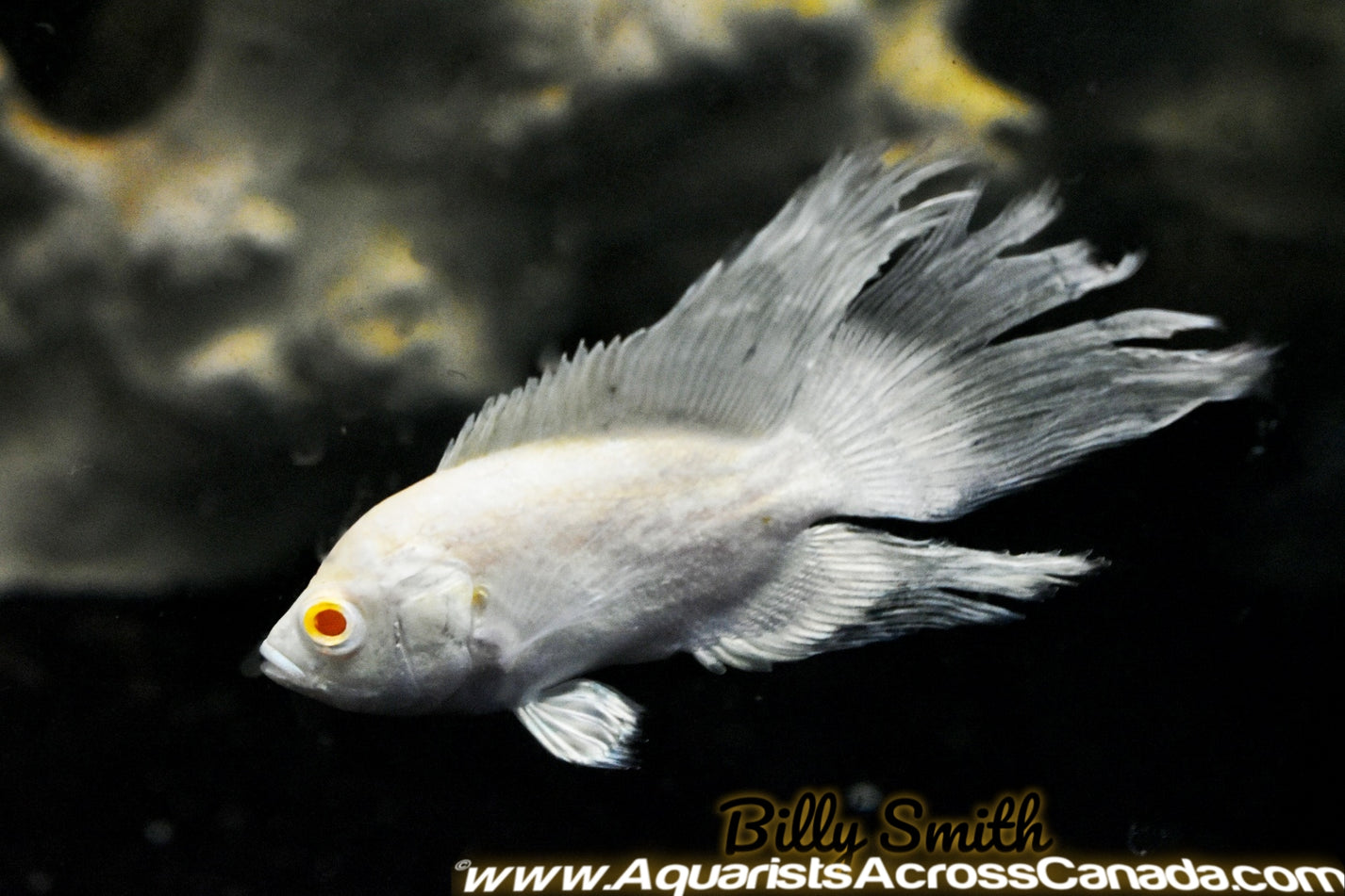 LONGFIN ALBINO RED OSCAR (Astronotus ocellatus) – Aquarists Across Canada