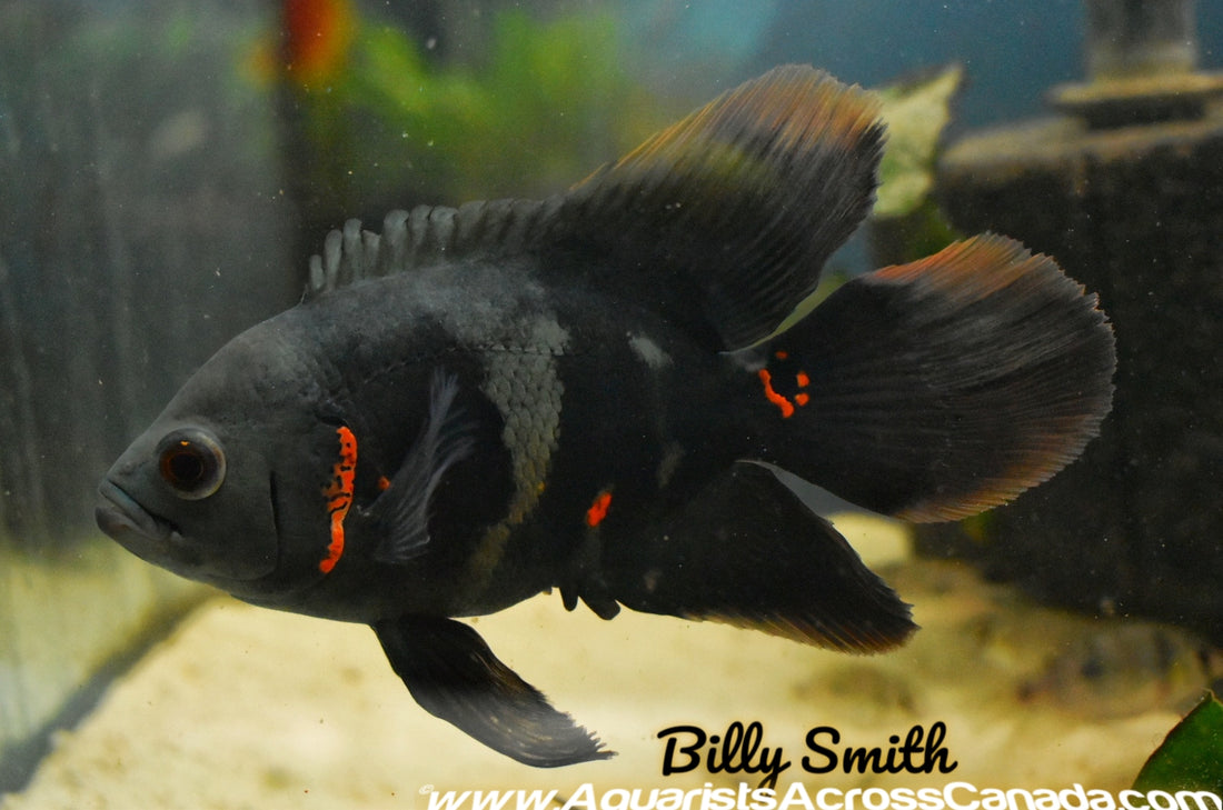 LONGFIN BLACK TIGER OSCAR (Astronotus ocellatus) – Aquarists Across Canada