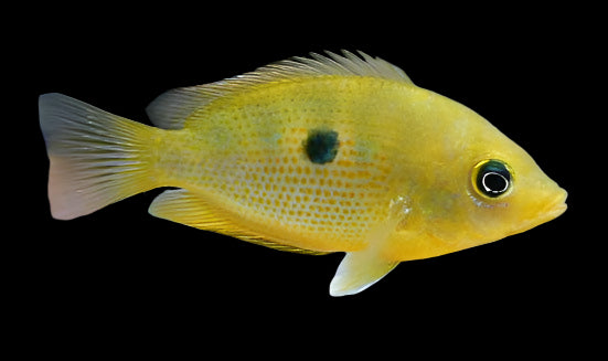 ORANGE CHROMIDE (Etroplus maculatus) – Aquarists Across Canada