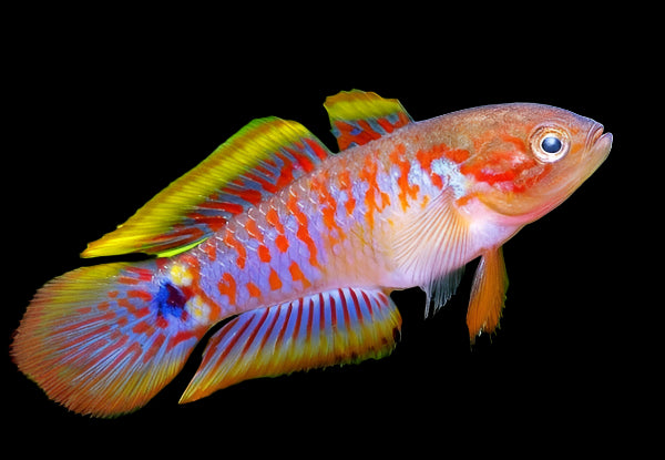 PEACOCK GUDGEON GOBY (Tateurndina ocellicauda) – Aquarists Across Canada