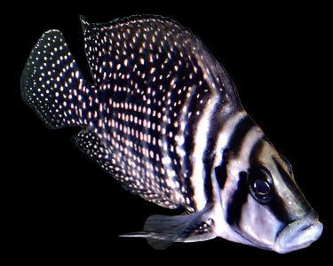 PEARLY CALVUS (Altolamprologus calvus) F1 – Aquarists Across Canada