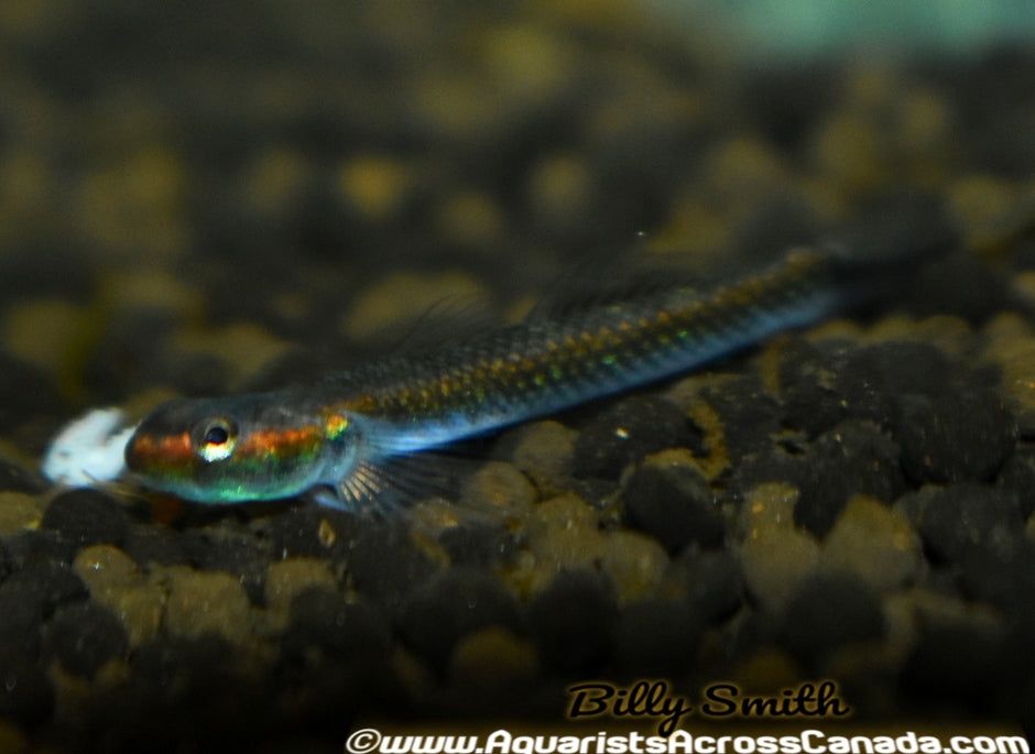 Gobies – Aquarists Across Canada