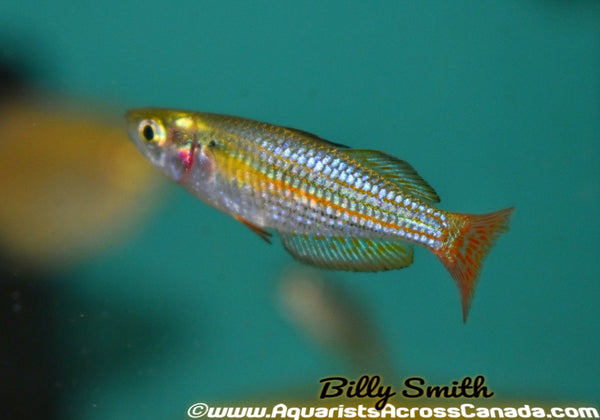Rainbowfish – Aquarists Across Canada
