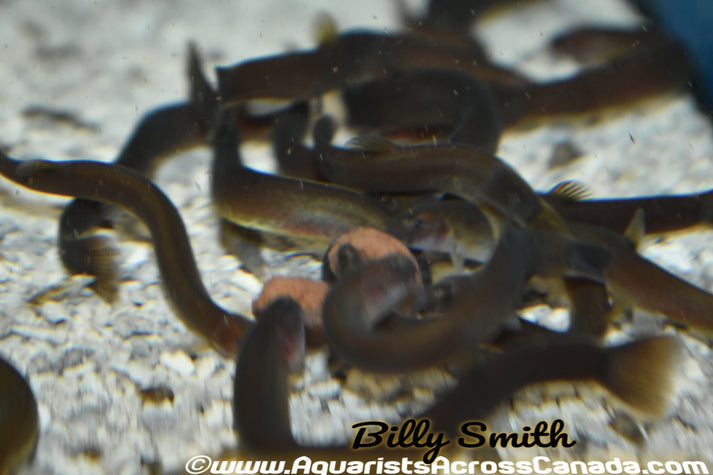 JAVA LOACH (Pangio Javanicus) 2403 – Aquarists Across Canada