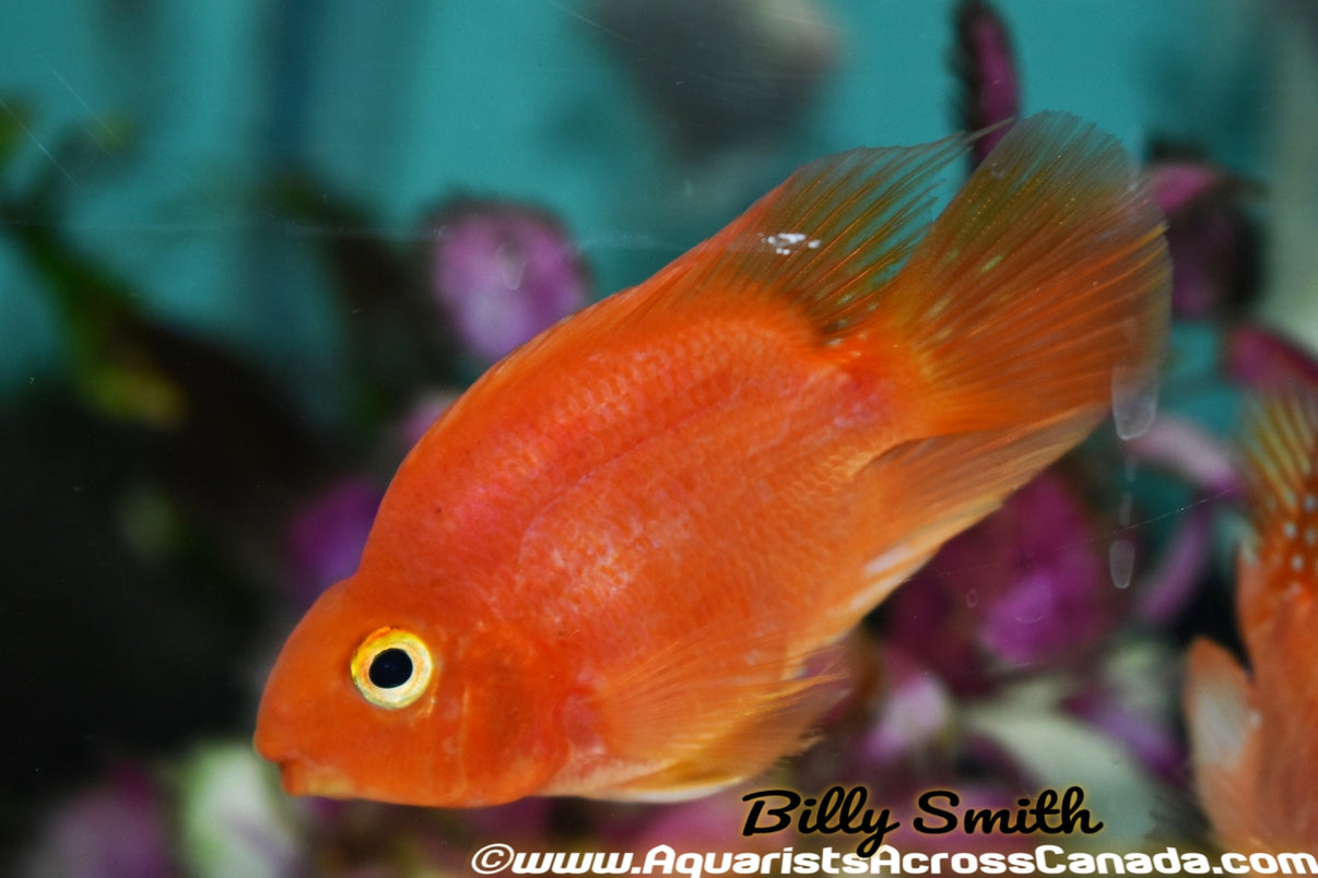 PERSIMMON BLOOD PARROT (Amphilophus citrinellus x Paraneetroplus synsp ...